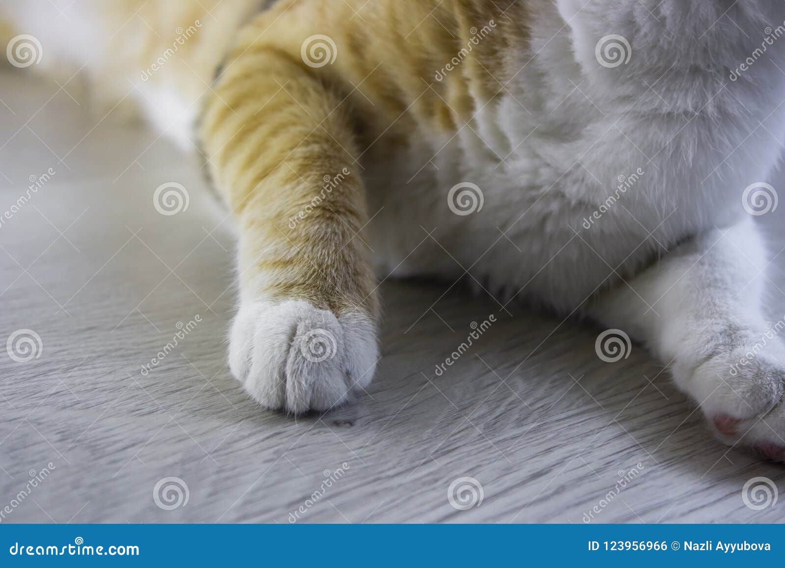 Paws of a Ginger Cat Laying on the Floor Stock Photo - Image of looking ...
