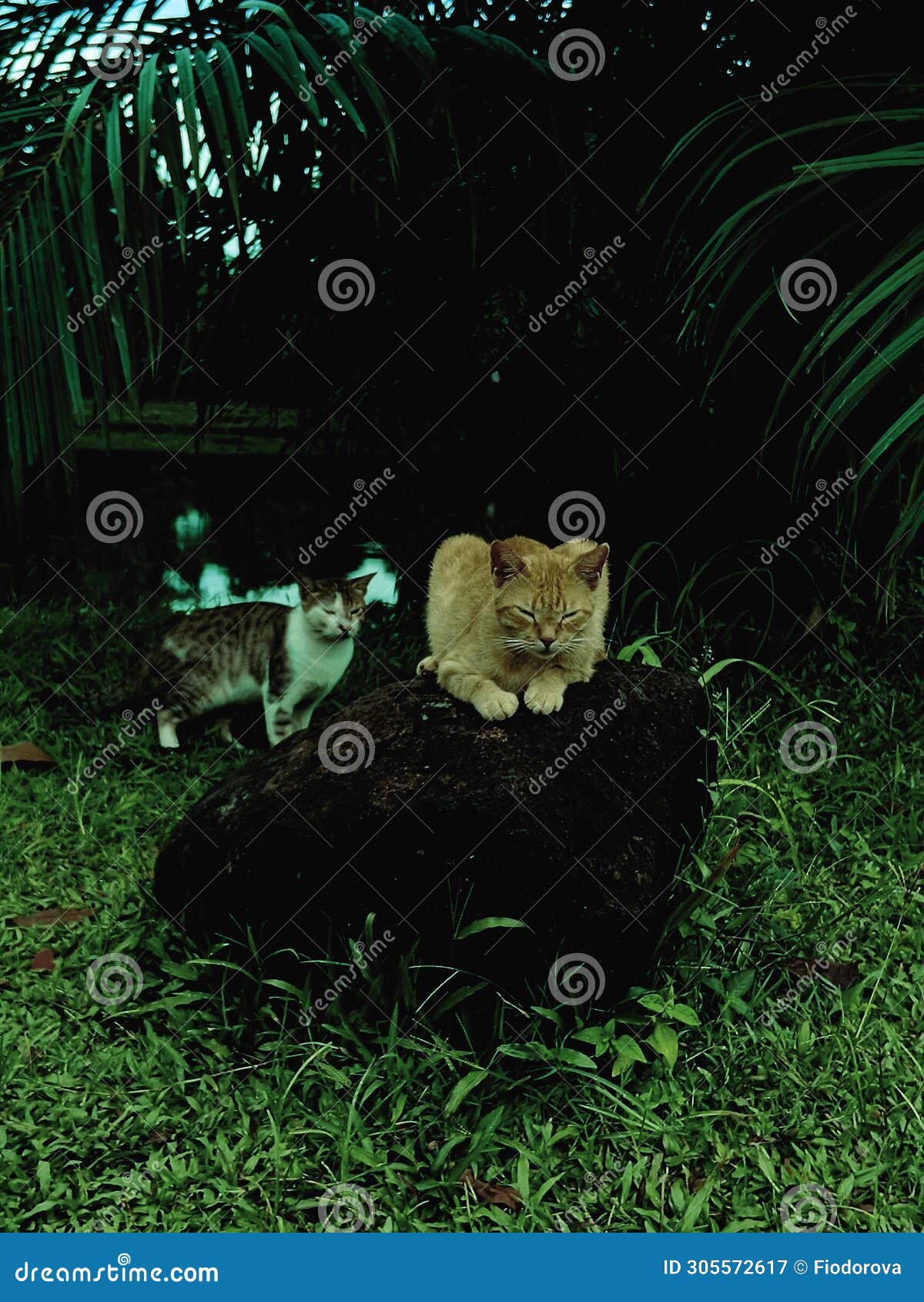 Cute, Peaceful, and Friendly Cats Stock Image - Image of cats, peaceful ...