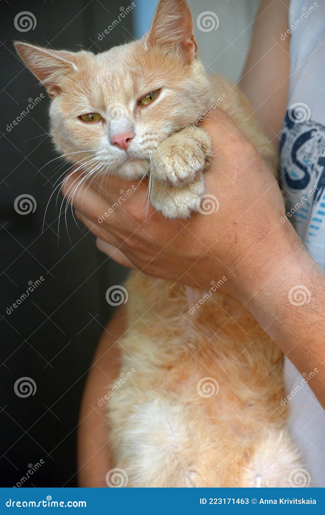 Cute Peach Colored Cat in Hand Stock Image - Image of color, breed ...