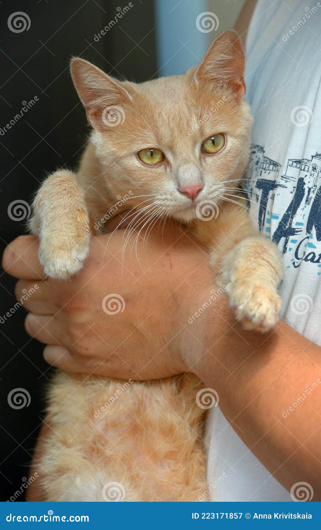 Cute Peach Cat On A Big Tree Stock Photo | CartoonDealer.com #108847524