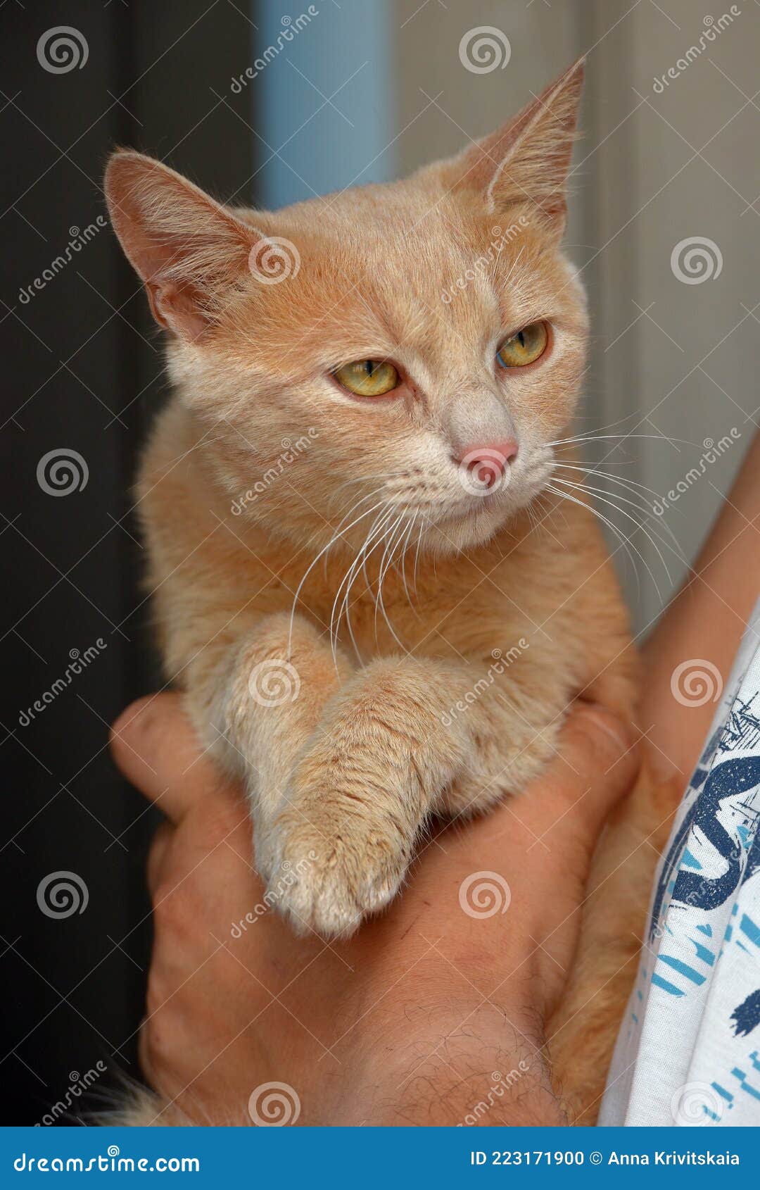 Cute Peach Colored Cat in Hand Stock Photo - Image of looking, fluffy ...