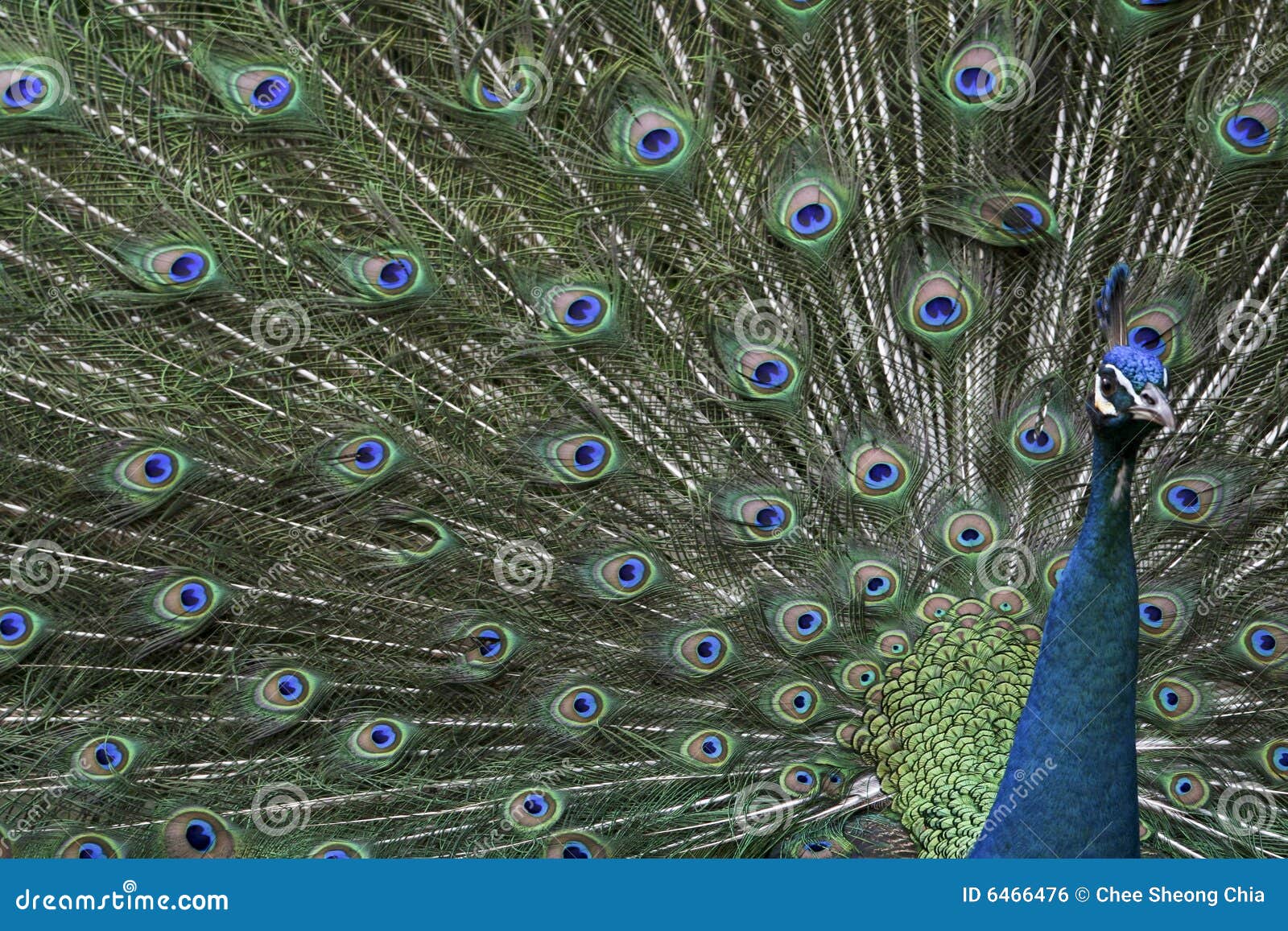 Cute peacock bird stock photo. Image of birdpark, freedom - 6466476