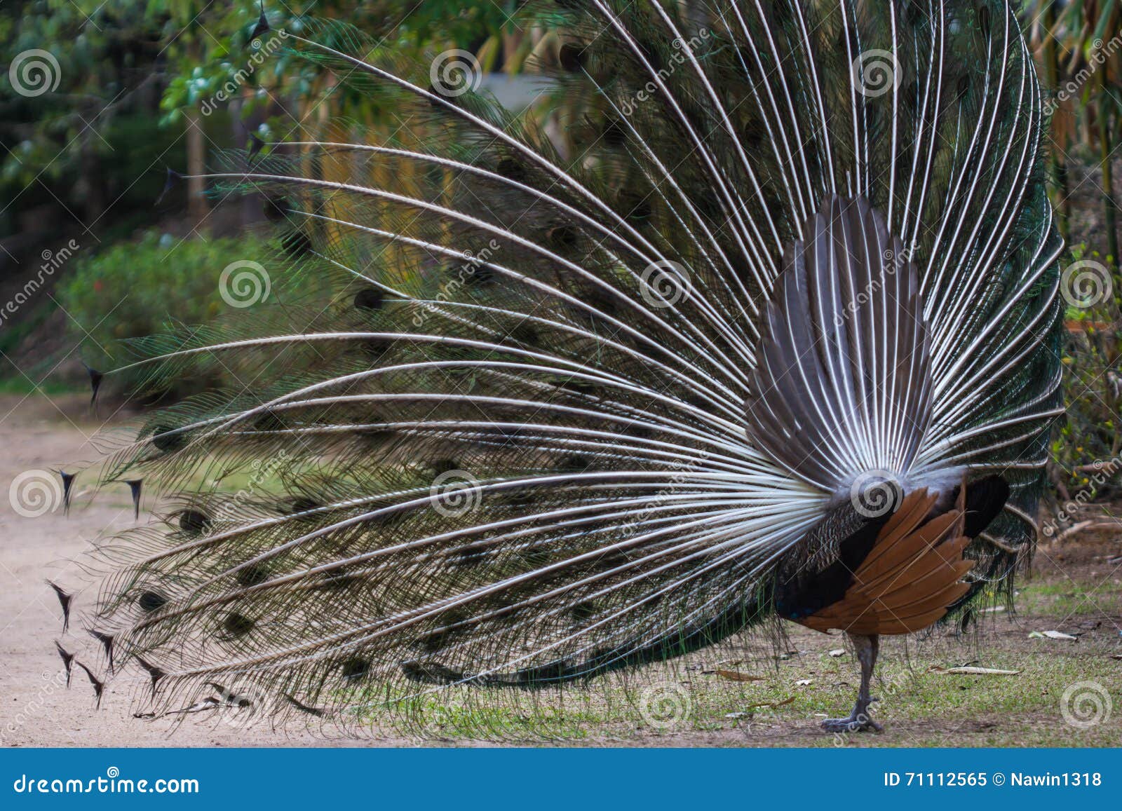 Cute peacock dancing stock image. Image of brilliant - 71112565