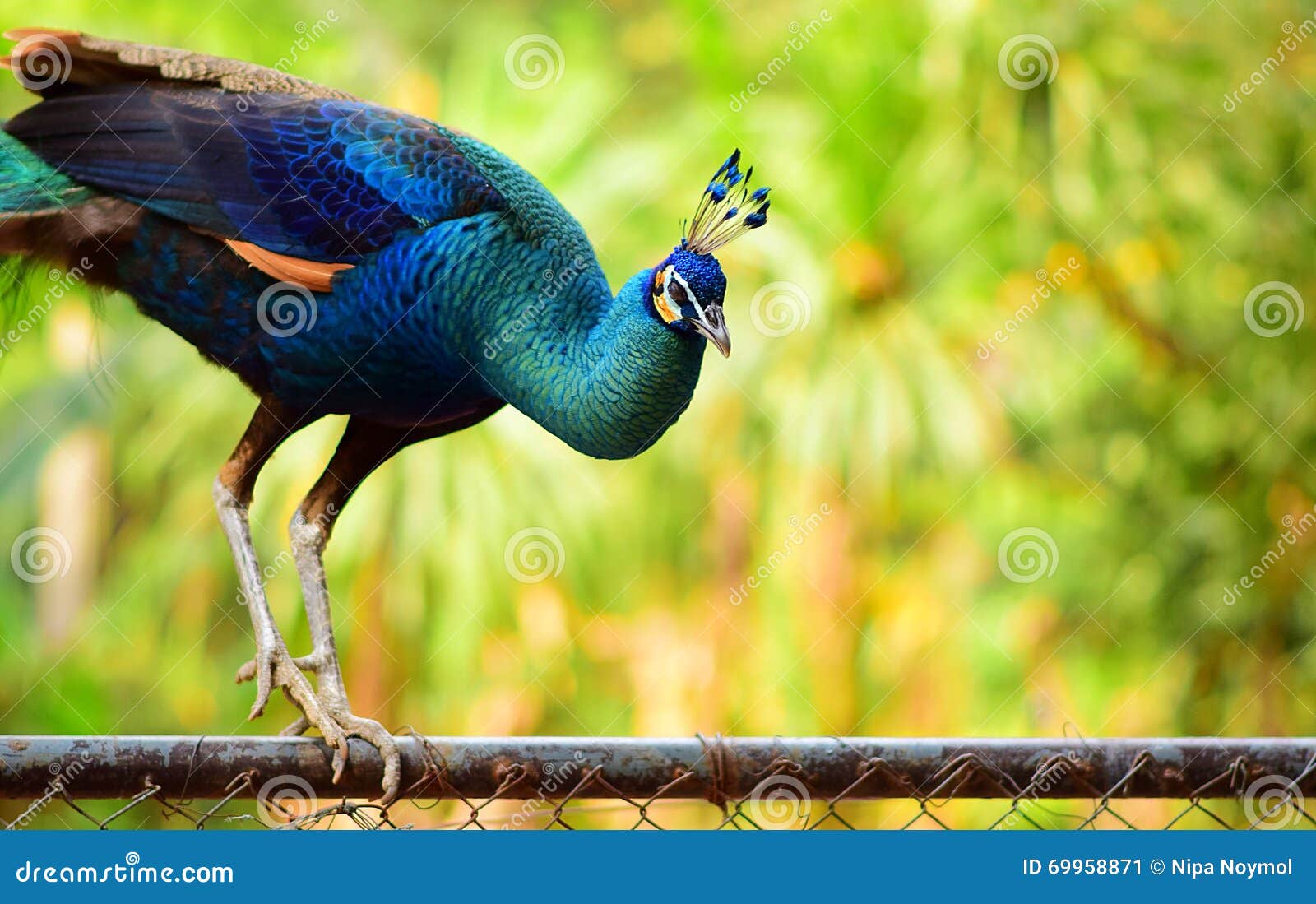Cute peacock stock image. Image of cute, animal, bird - 69958871