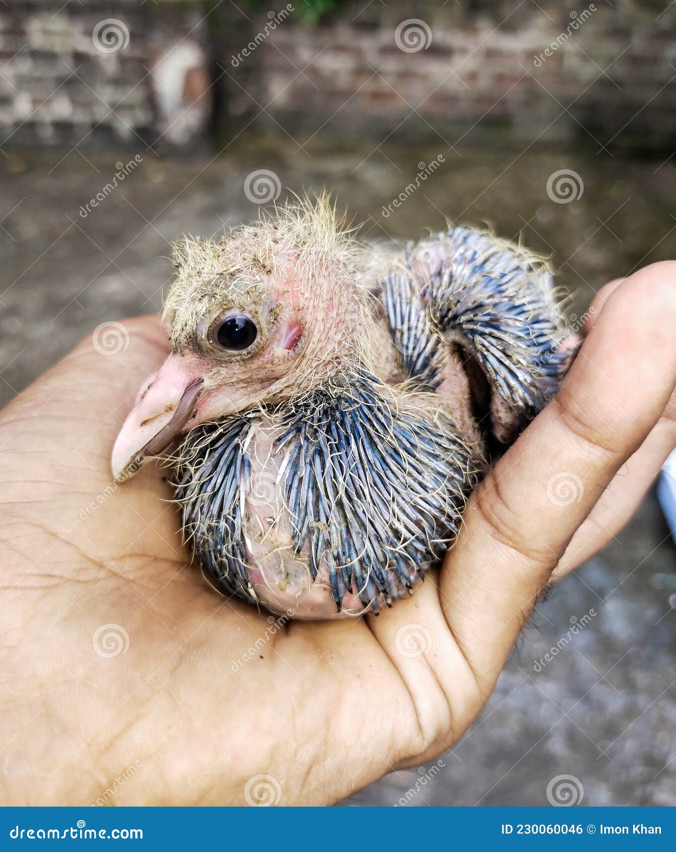 Cute Peagon New Born Baby stock photo. Image of bird - 230060046
