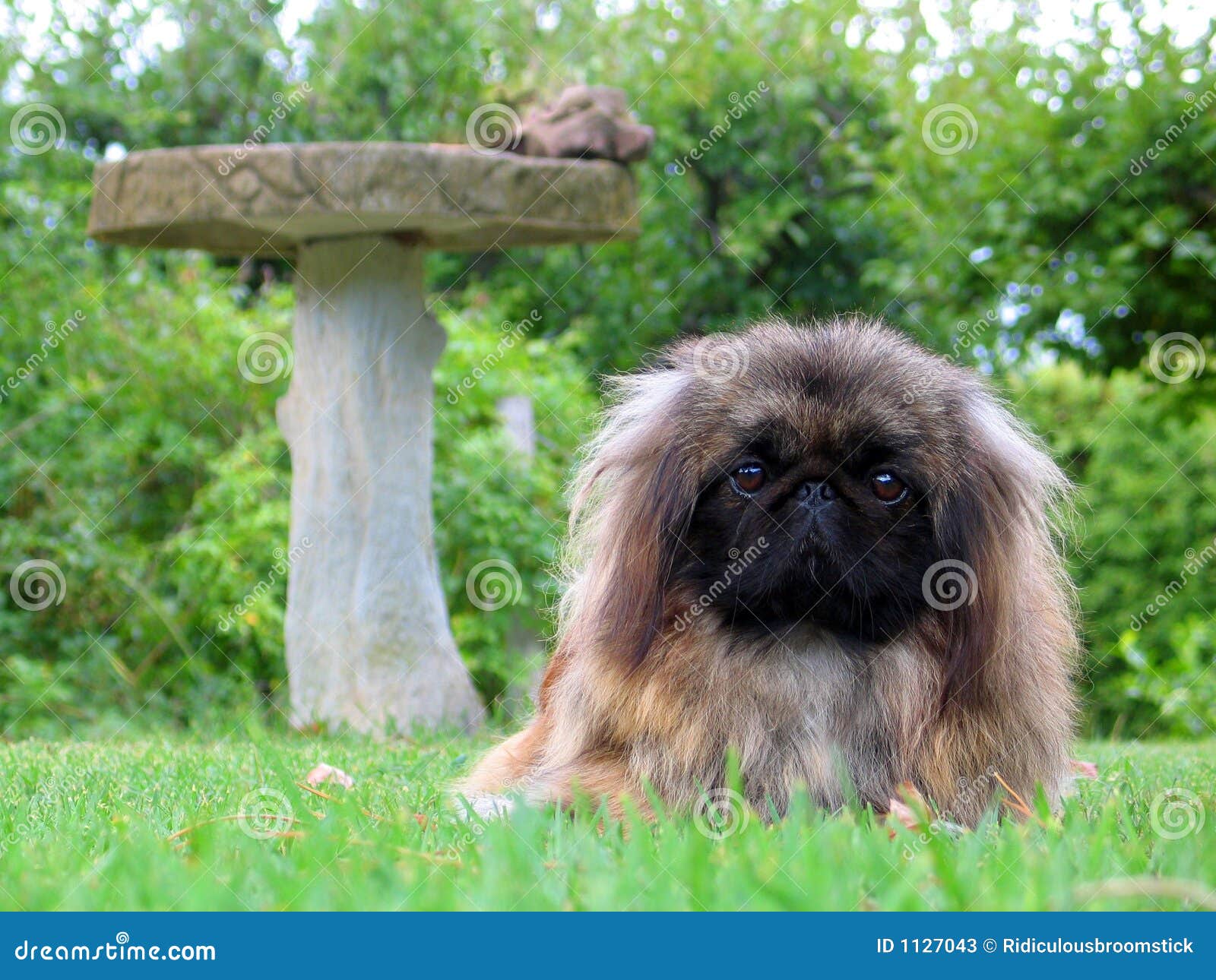 Cute Pekinese dog stock image. Image of gorgeous, good - 1127043