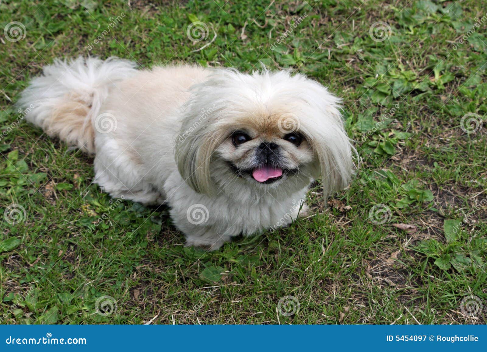Cute Pekingese Dog on Green Grass Stock Image - Image of bred, green ...