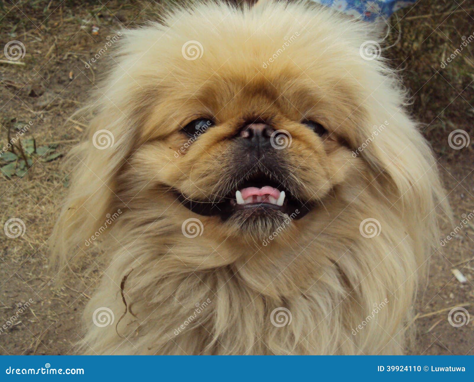 Cute pekingese stock photo. Image of cute, pekingese - 39924110