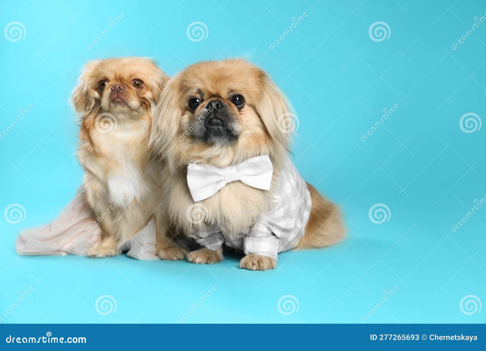 Cute Pekingese Dogs in Pet Clothes on Light Blue Background. Space for ...
