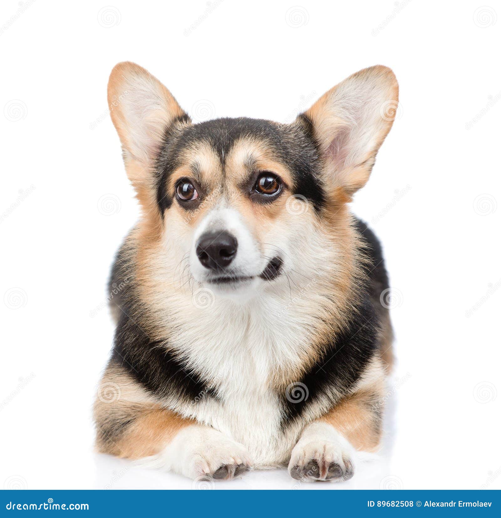 Cute Pembroke Welsh Corgi Lying In Front View. Isolated On White ...