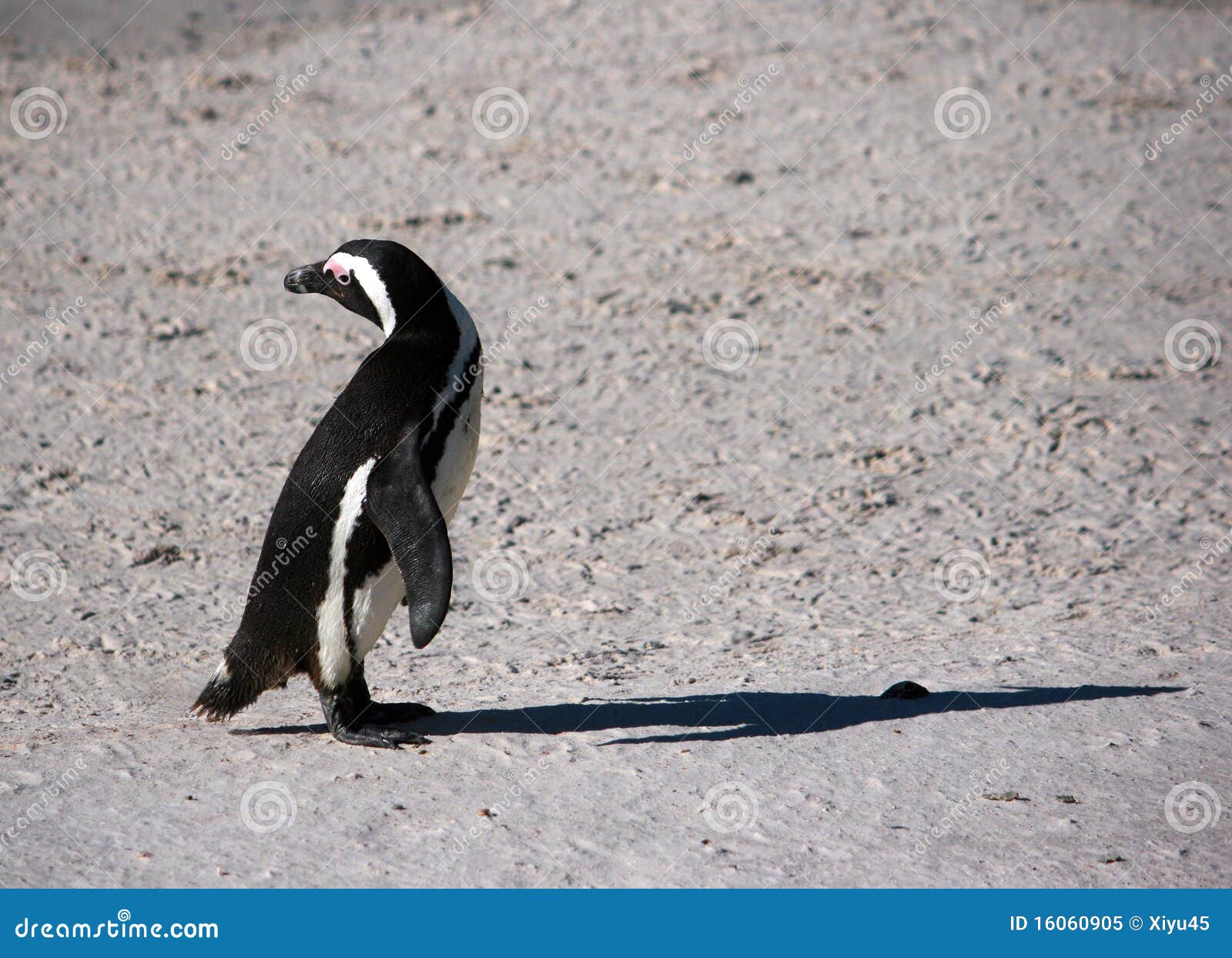 Cute penguin stock image. Image of white, bold, wildlife - 16060905