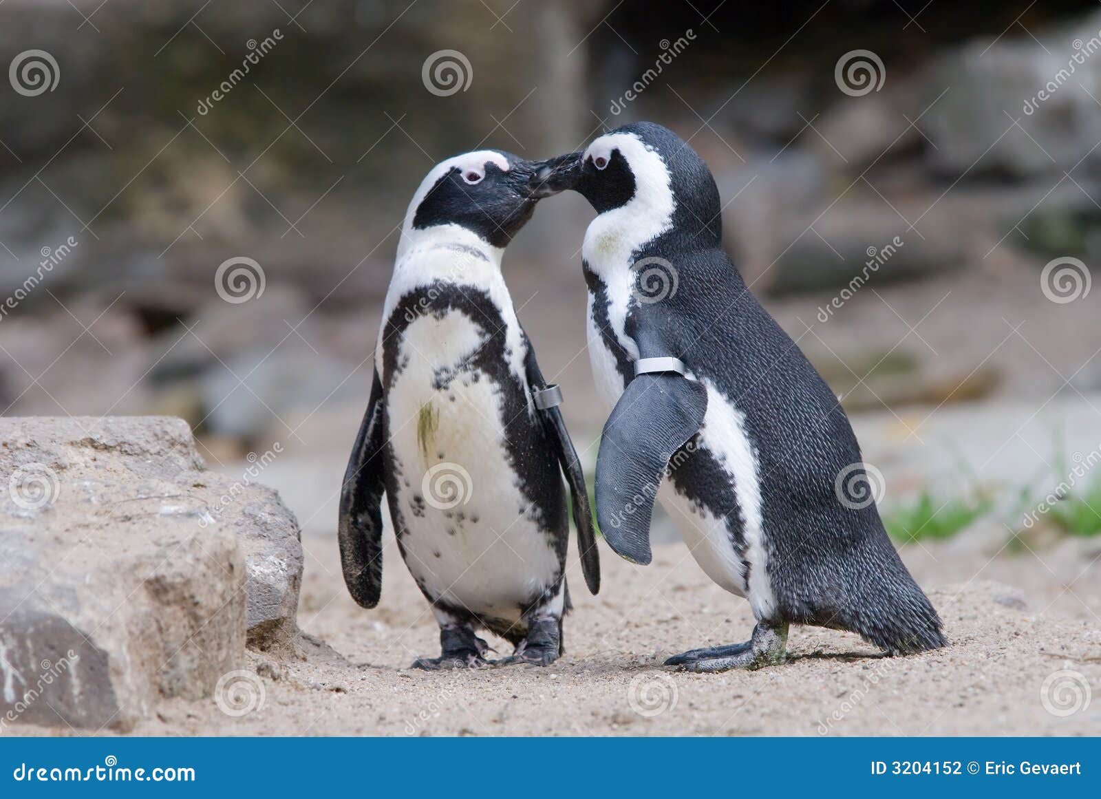 Cute penguin stock photo. Image of penguin, beak, tuxedo - 3204152
