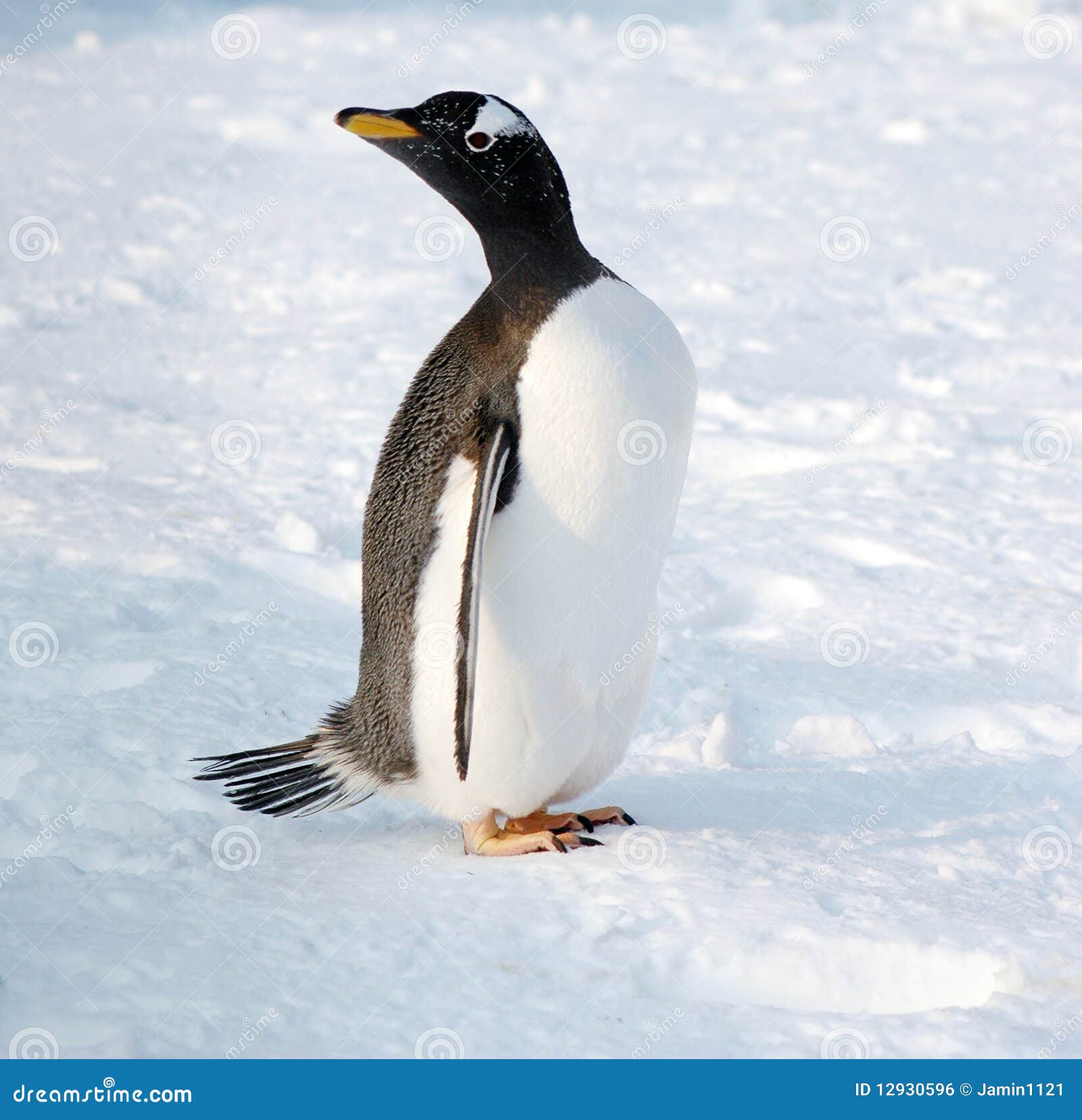 Cute Penguin in a Curious Pose Stock Photo - Image of clean, funny ...