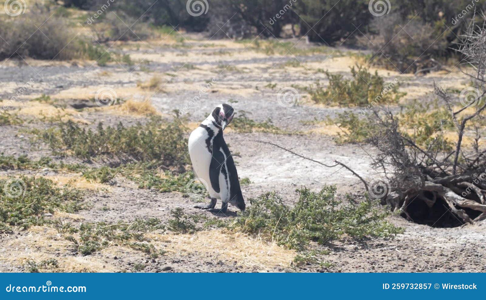 Cute Penguin Resting in the Sun Stock Video - Video of adorable ...