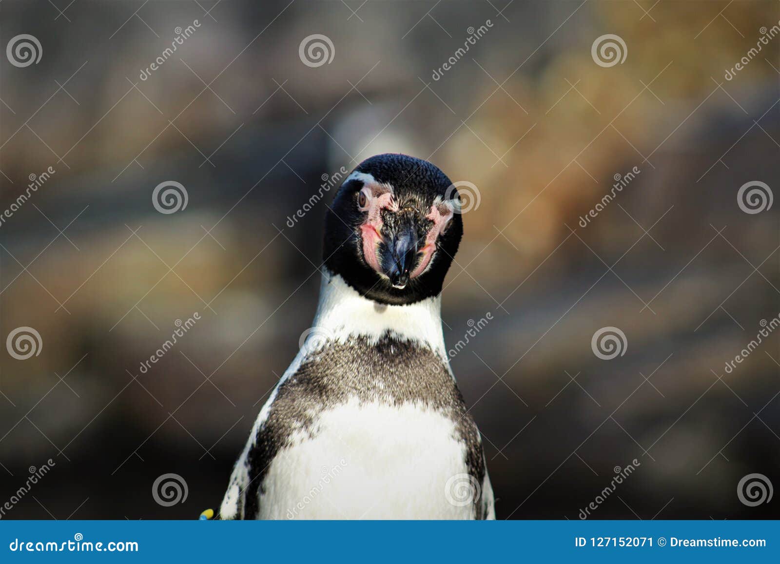 Cute Penguin Staring at Camera Stock Image - Image of sitting, fight ...