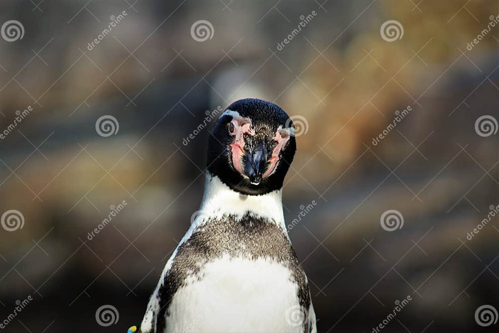 Cute Penguin Staring at Camera Stock Image - Image of sitting, fight ...