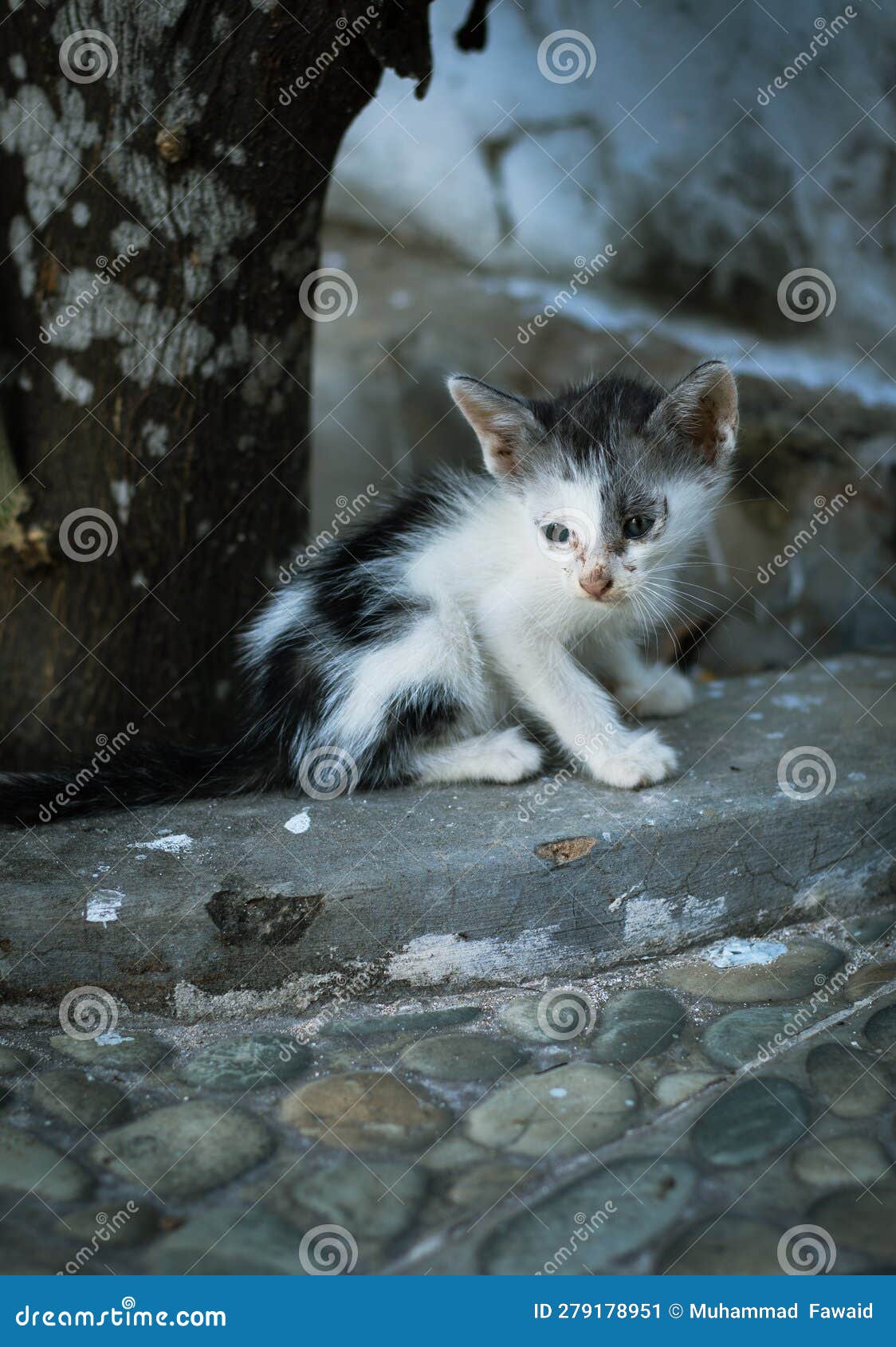 Cute Pensive Kitten Under the Tree Alone Stock Image - Image of family ...