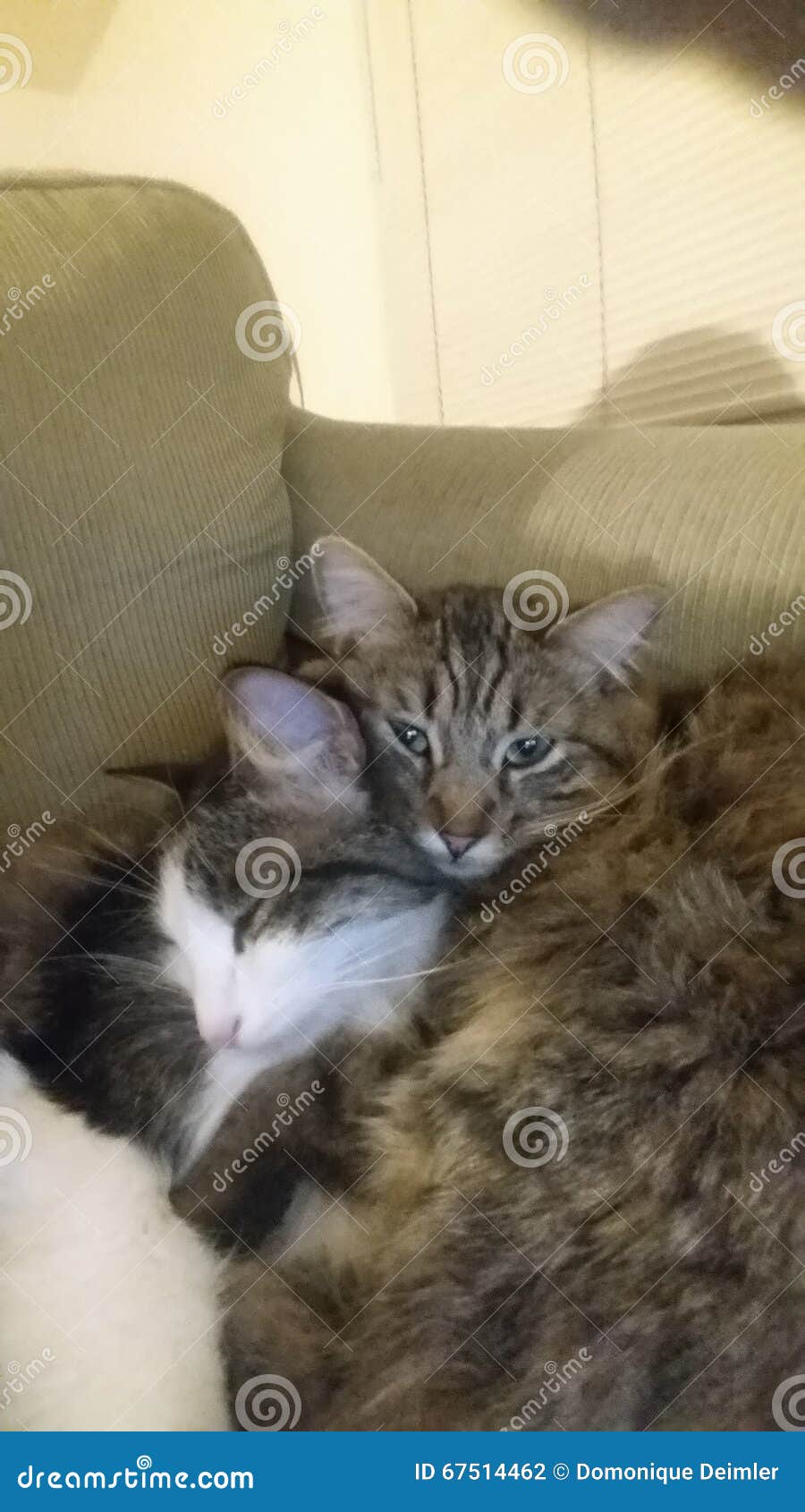 Cute stock photo. Image of snuggle, cute, position, cuddle - 67514462