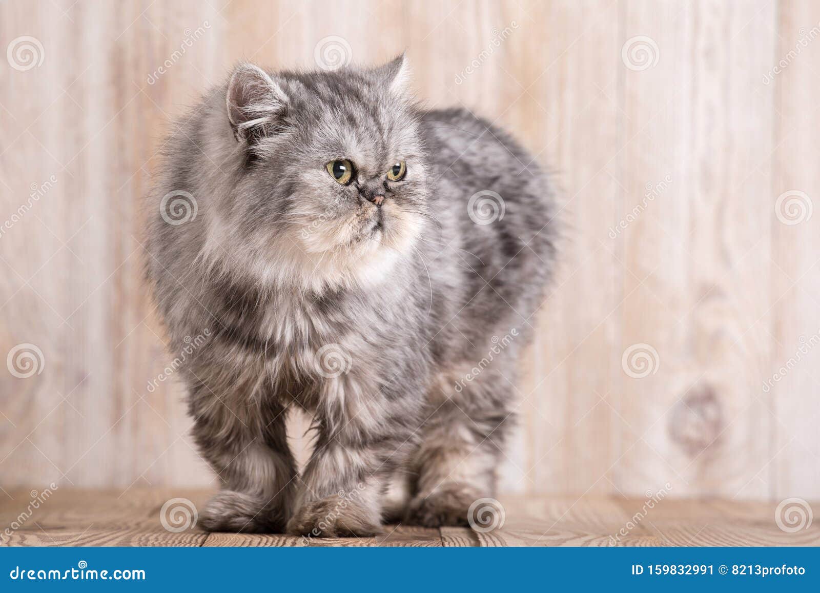 Cute Grey Persian Kittens