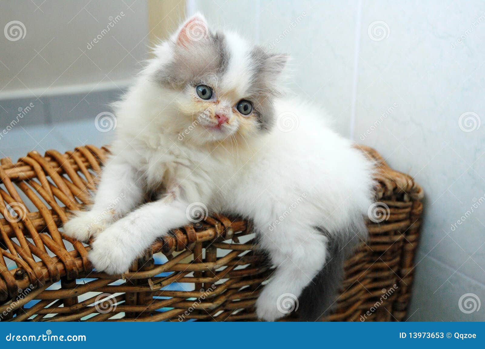 Cute persian kitten stock image. Image of animal, home - 13973653