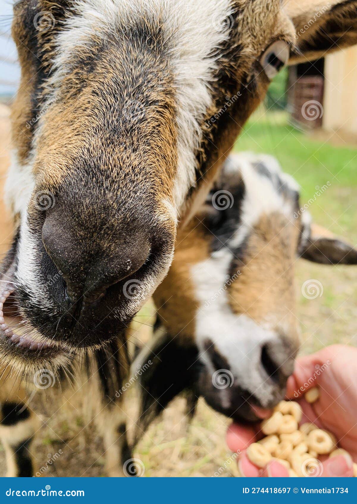 Dwarf miniature goats stock image. Image of miniature - 274418697