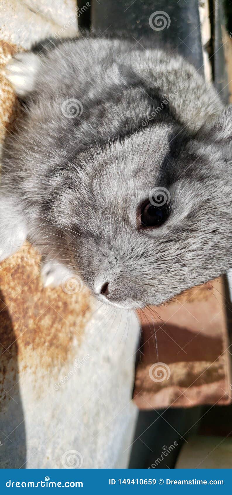 Cute pet baby grey rabbit stock image. Image of rabbit - 149410659