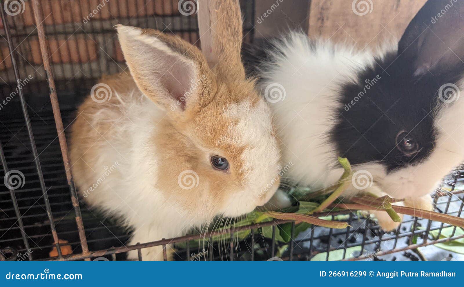 Cute pet bunny stock image. Image of animal, kitten - 266916299