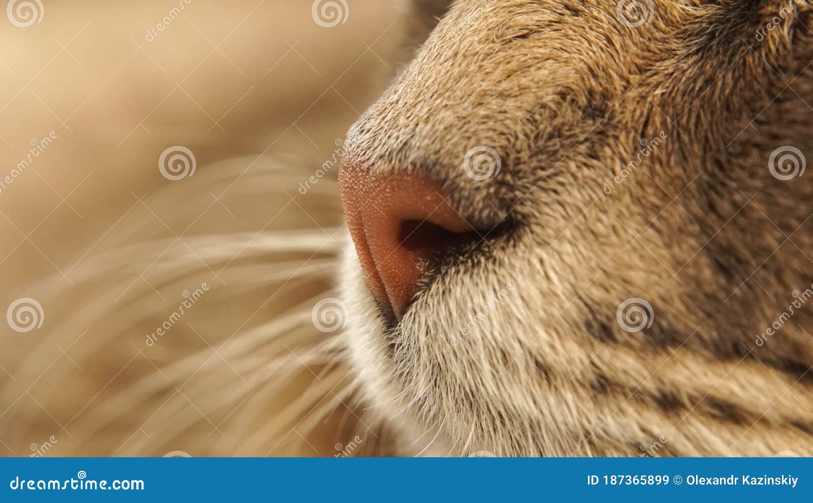 Cute Pet Cat Nose, Selective Focus Image Stock Image - Image of nature ...