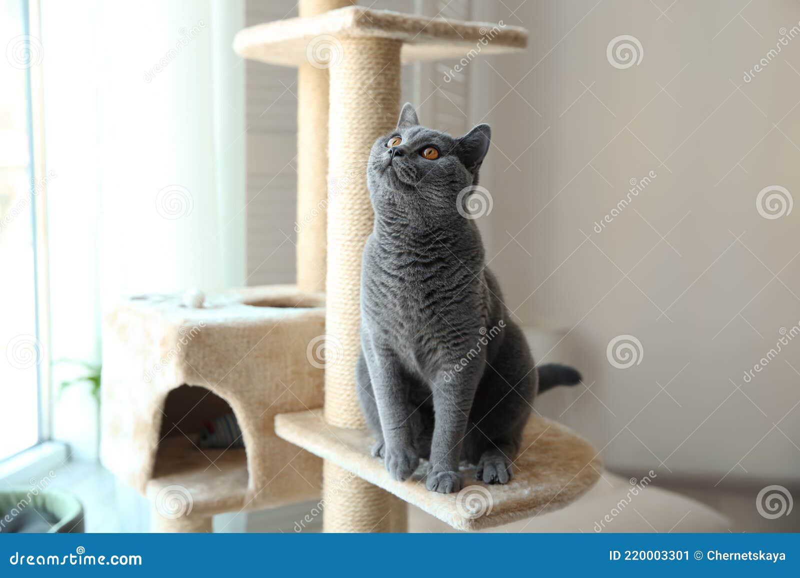 Cute Pet on Cat Tree at Home Stock Image - Image of kitten, domestic ...
