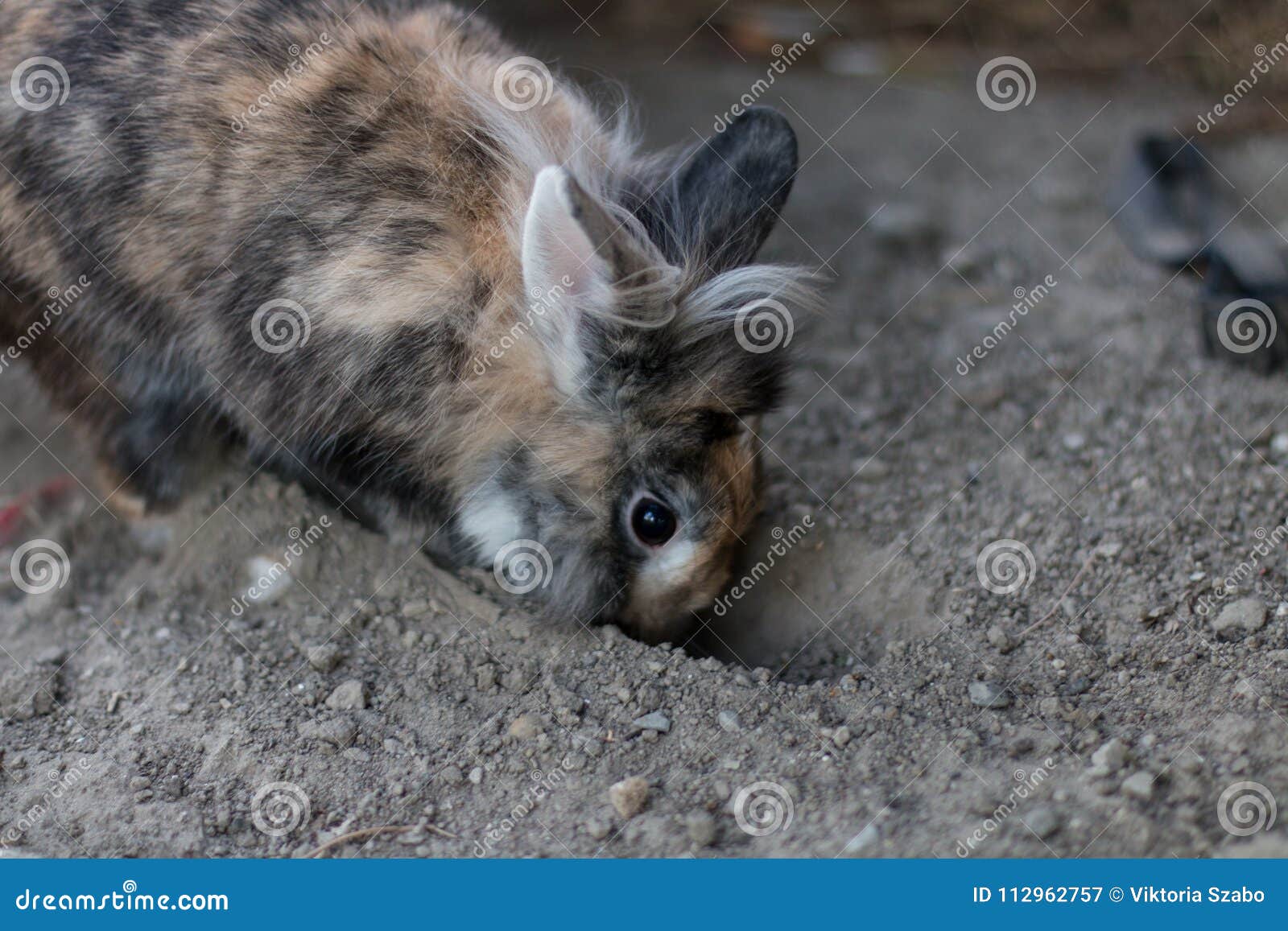Cute Dwarf Rabbit Digging a Hole Stock Image - Image of hole, rabbit ...