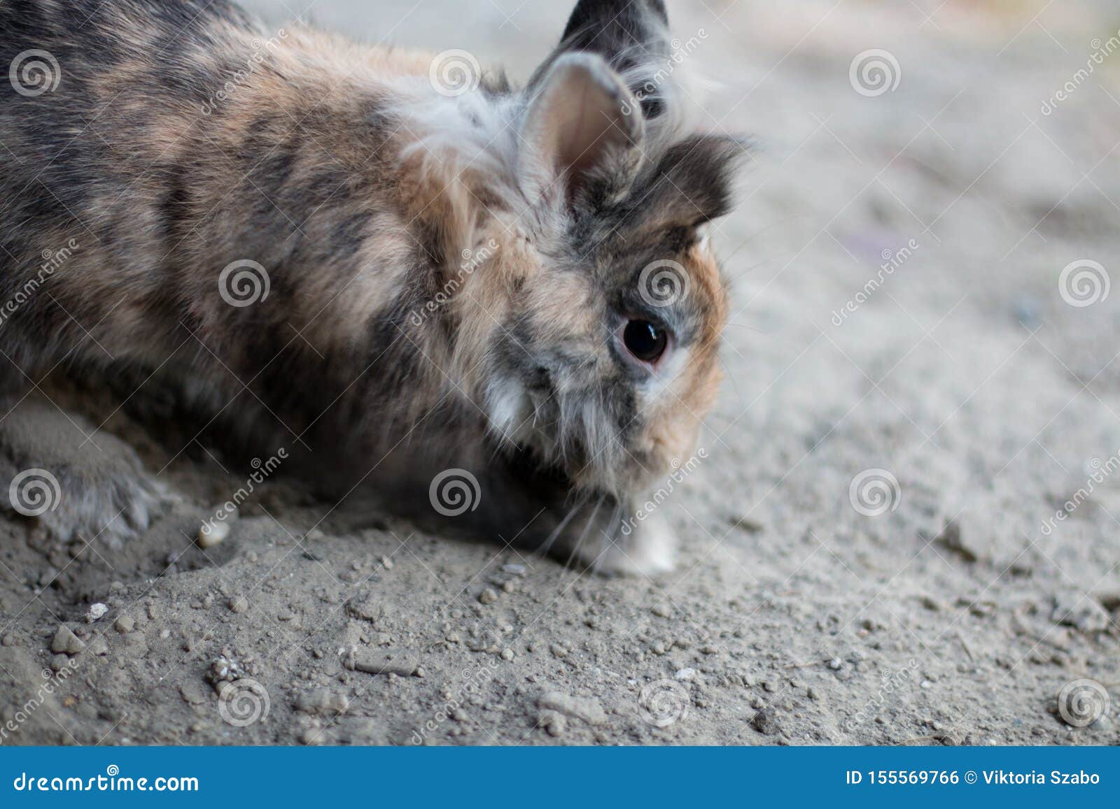 Cute Pet Dwarf Rabbit Digging Outdoors Stock Photo - Image of outside ...