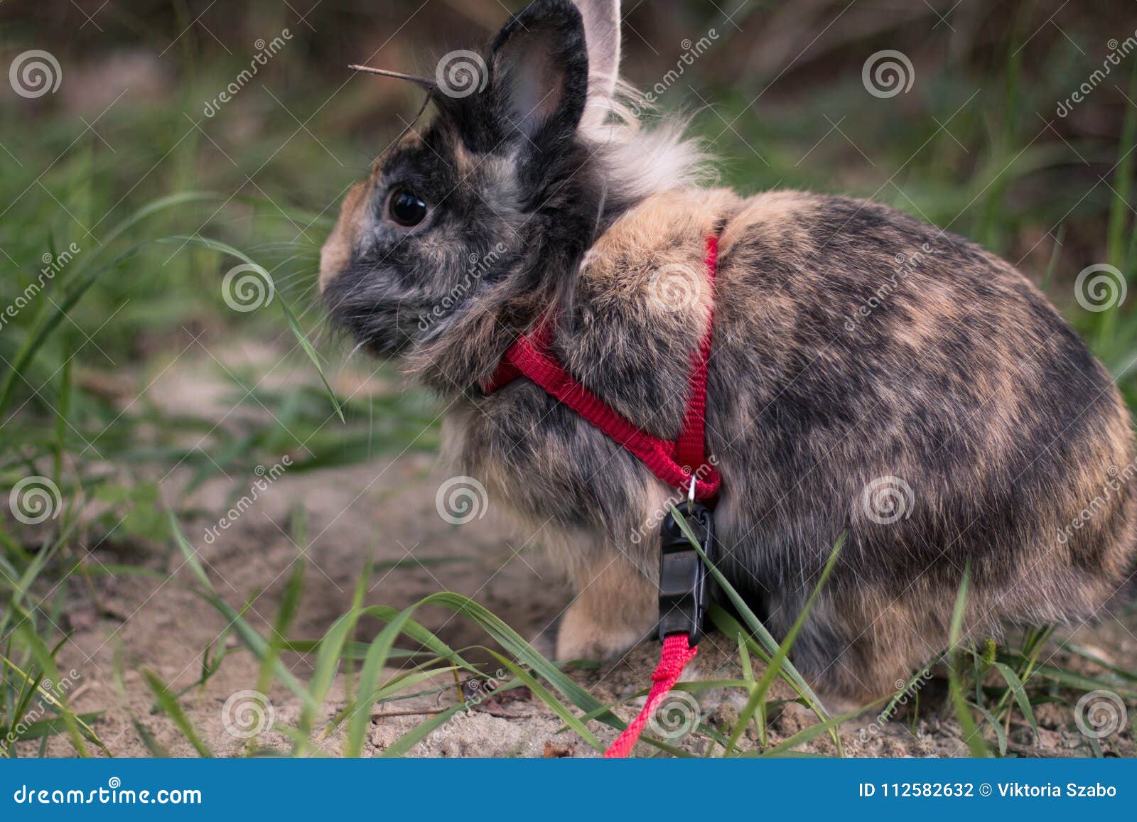 Cute Dwarf Rabbit on the Grass Stock Photo - Image of sweet, brown ...