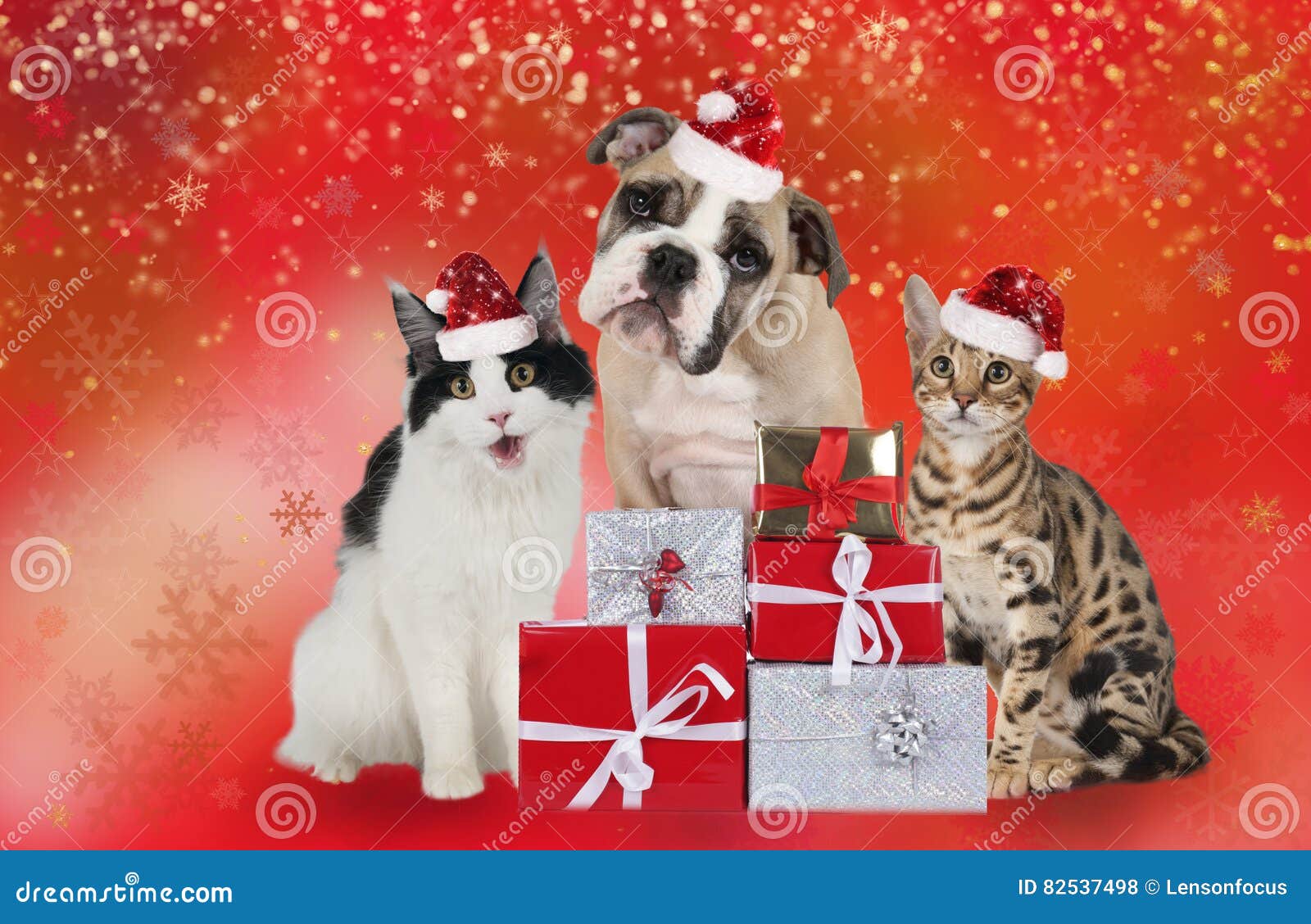 Cute Pet Group on Christmas Stock Photo - Image of petsxmas, decoration ...