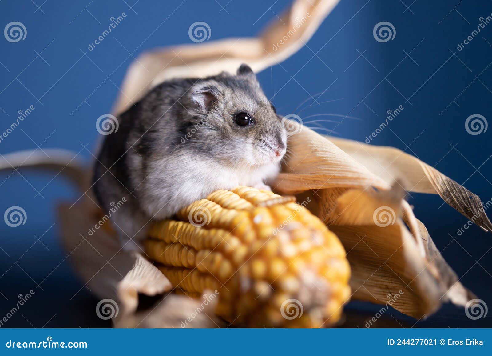 Cute pet hamster with corn stock image. Image of feed - 244277021