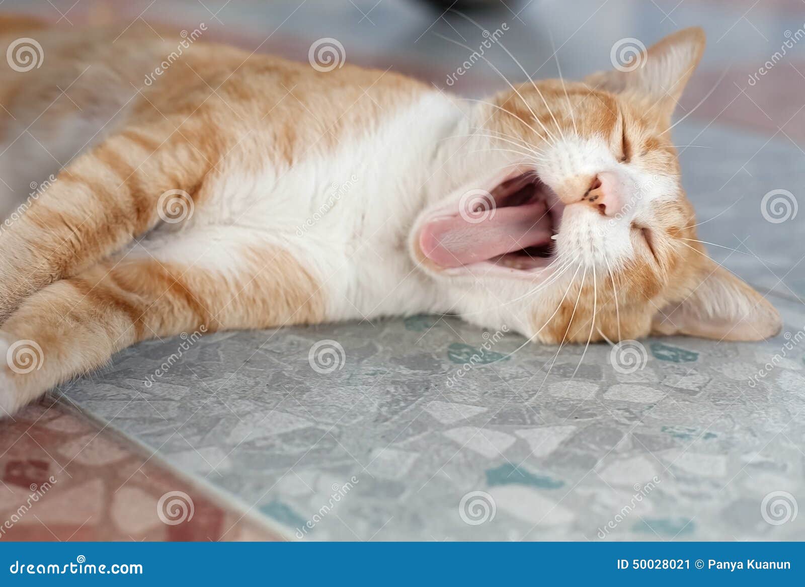 Cute pet kitten yawning stock image. Image of nature - 50028021