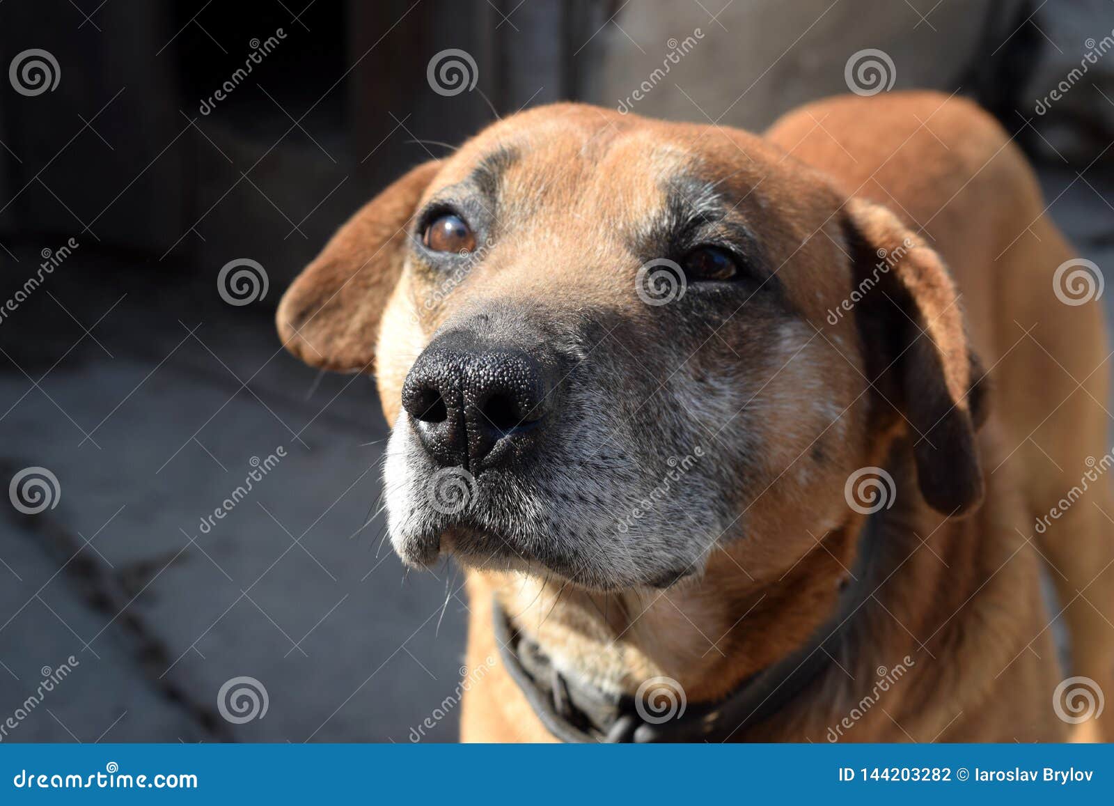 Cute Pet Looking at the Camera. Beautiful Red Dog Stock Photo - Image ...