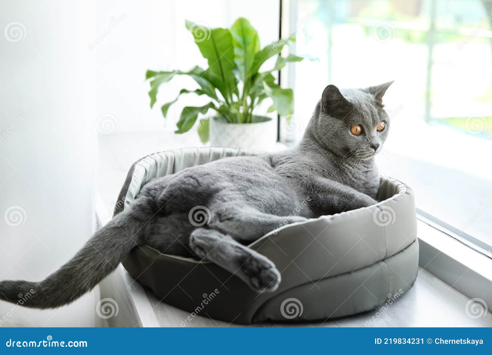 Cute Pet Lying in Cat Bed on Window Sill at Home Stock Image - Image of ...