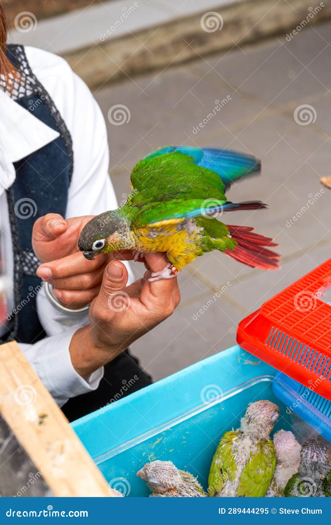 A Cute Pet Parrot Stands on Hand Stock Image - Image of color, colorful ...