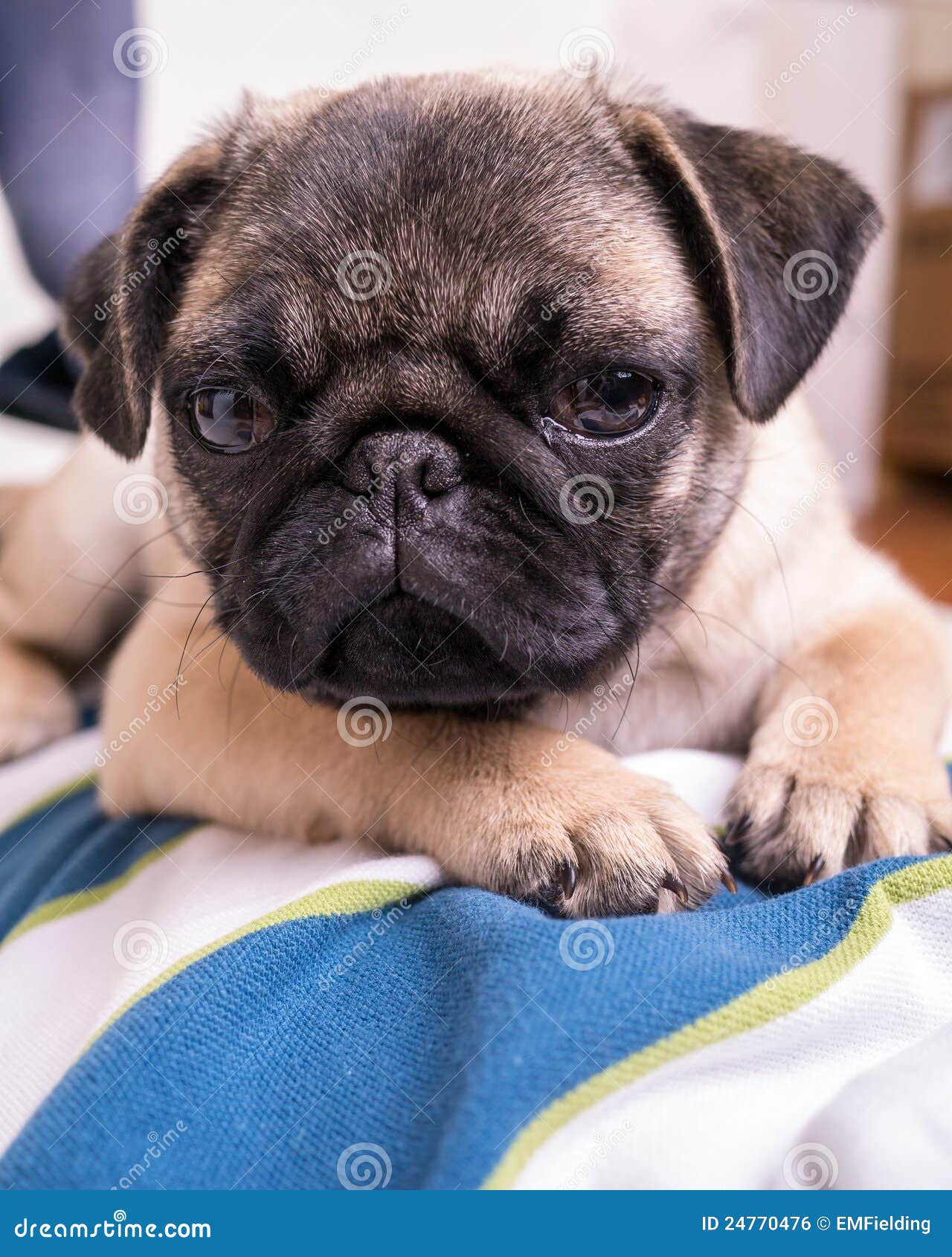 Cute Pet Pug Puppy on Boy S Chest Stock Photo - Image of face, furry ...