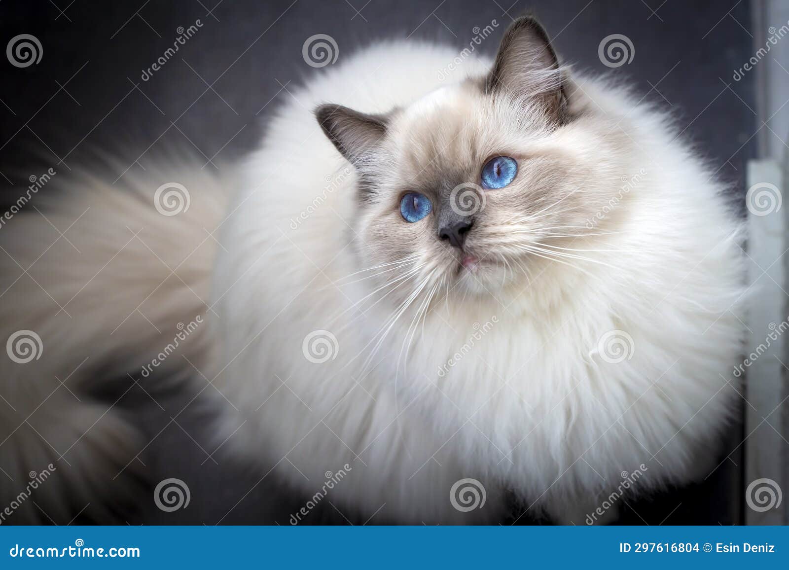 Cute Pet Ragdoll Cat. Pet Animal Stock Photo - Image of domestic ...