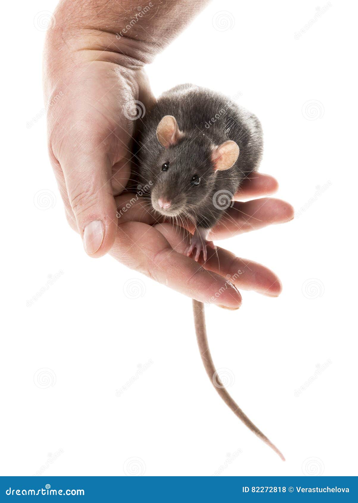 Cute pet rat stock photo. Image of grey, mouse, hand - 82272818