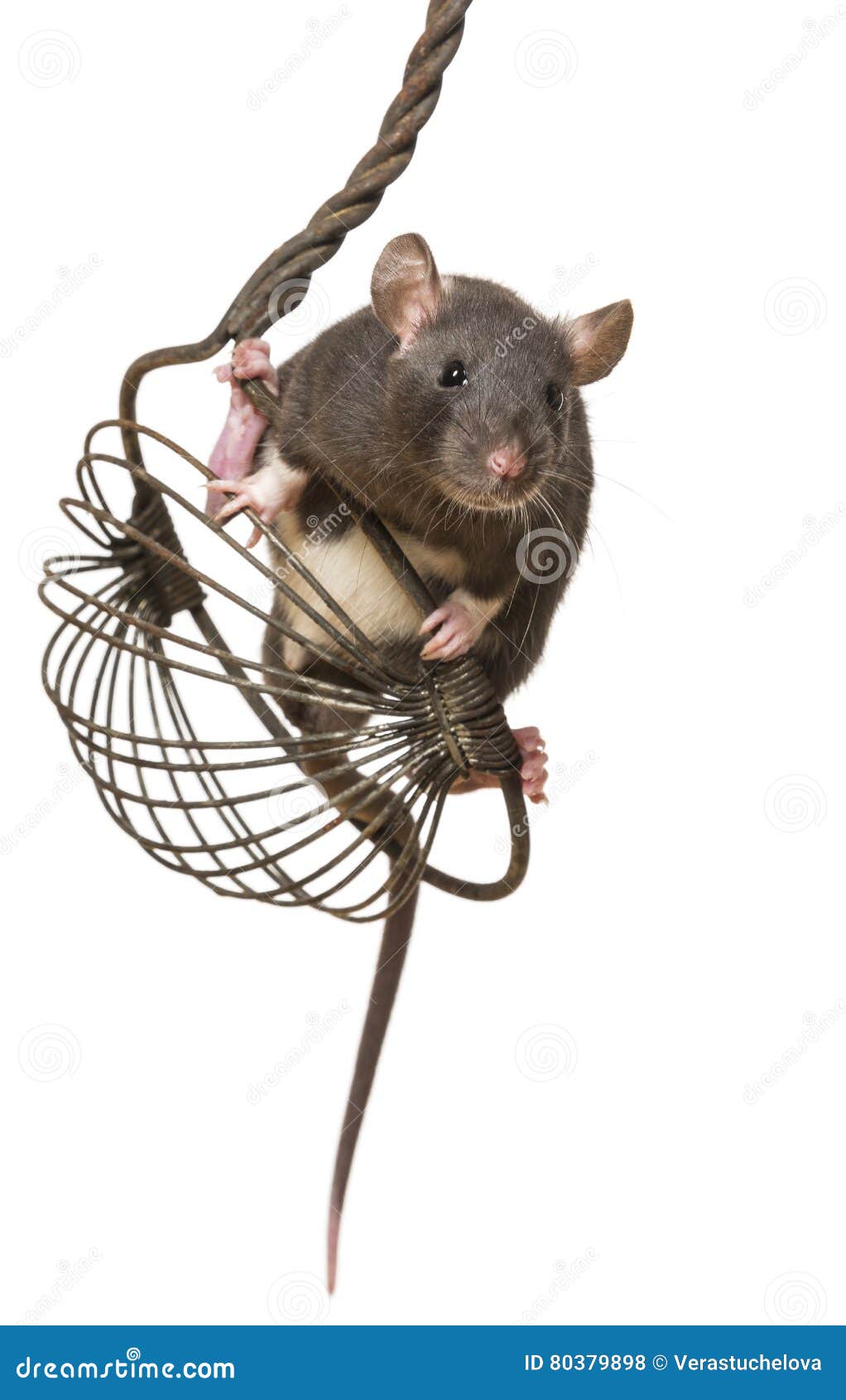 Cute pet rat stock photo. Image of nature, animal, grey - 80379898