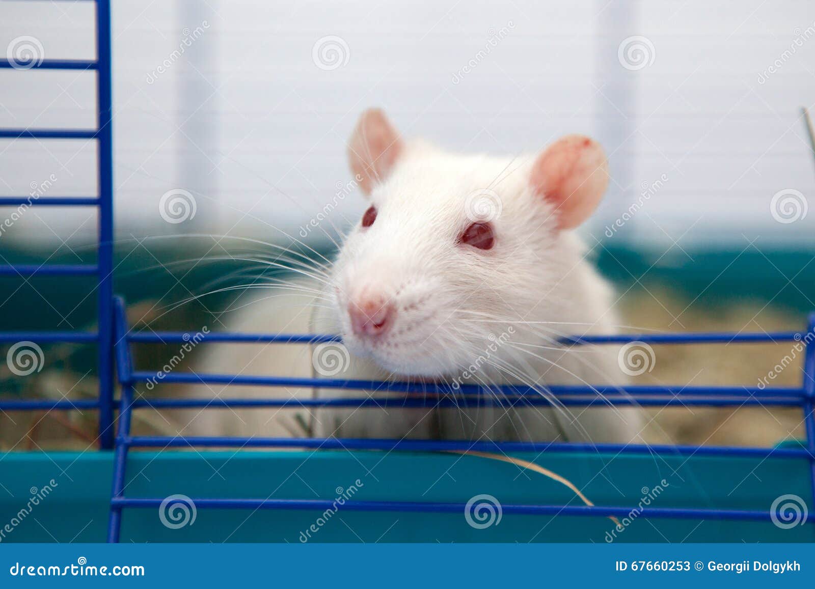 Cute pet rat stock image. Image of tail, rodent, domestic - 67660253