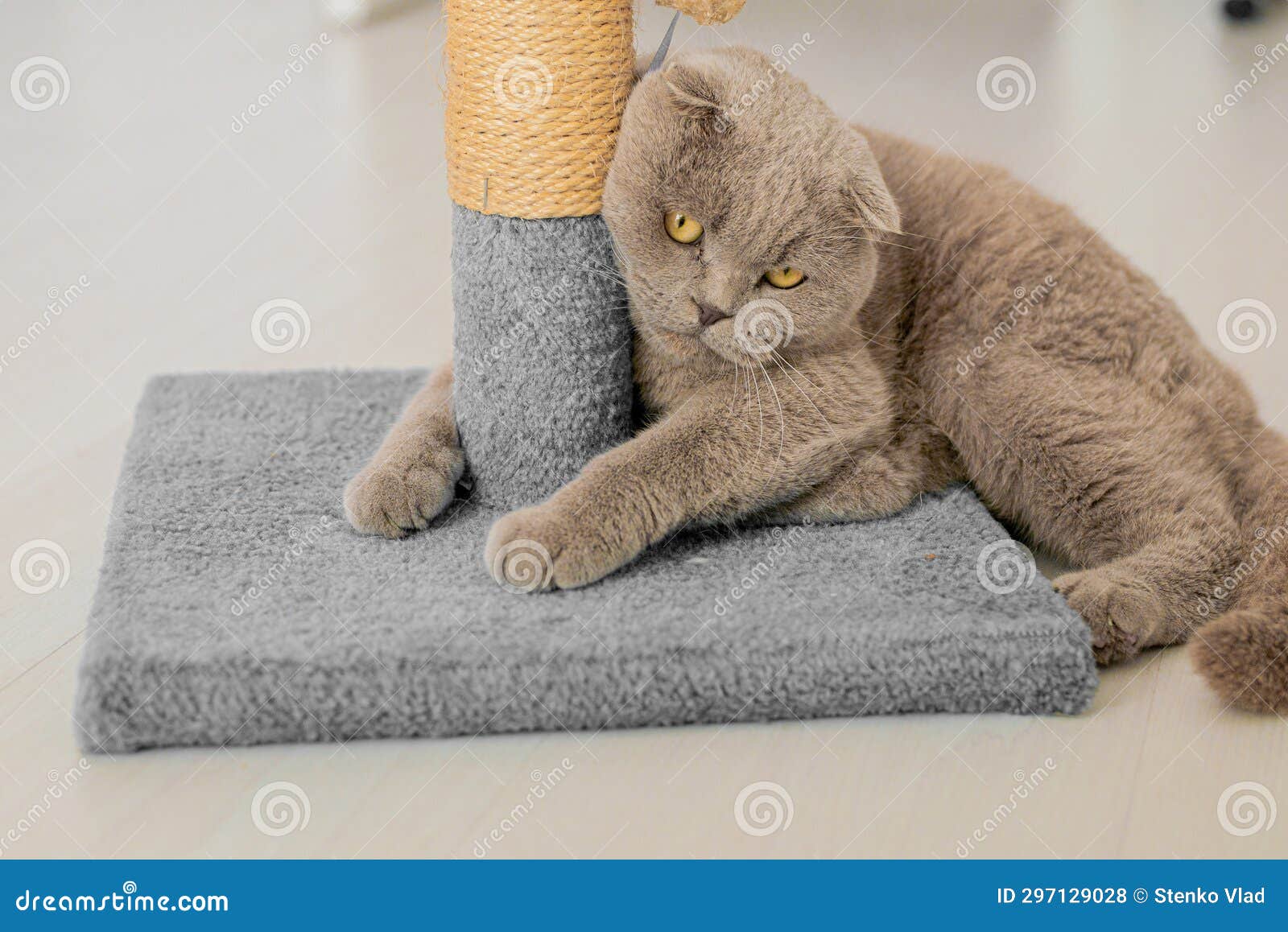 Cute Pet Sharpening Claws on Cat Tree at Home Stock Photo - Image of ...