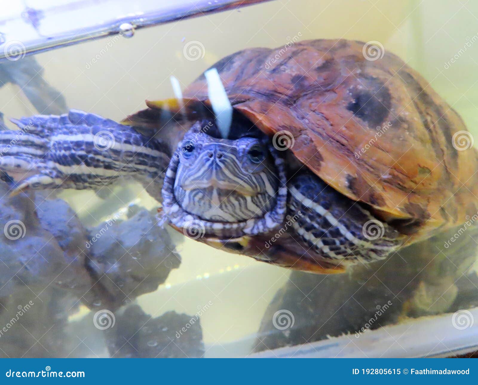 A Cute Pet Turtle in a Tank of Water. Editorial Image - Image of water ...