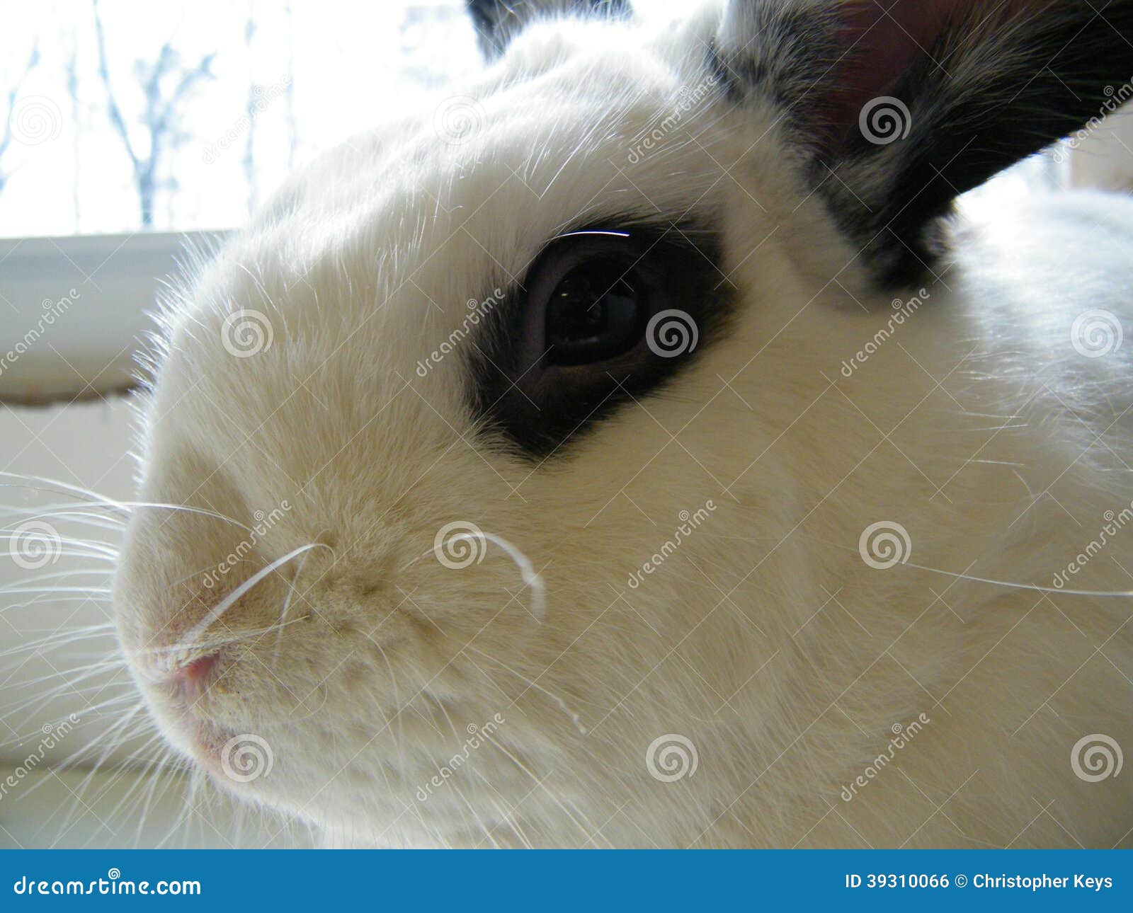 A cute picture of Scruffy stock photo. Image of rabbit - 39310066