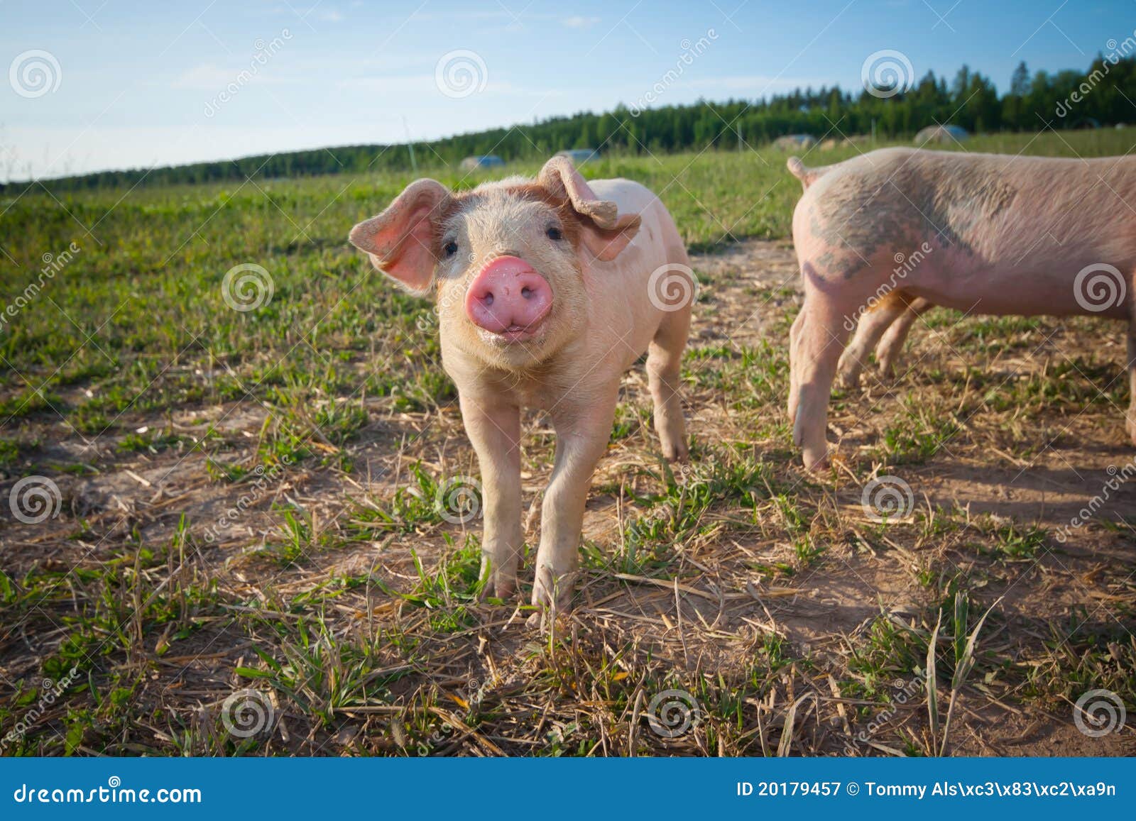 Cute pig stock image. Image of beauty, farm, lonely, funny - 20179457