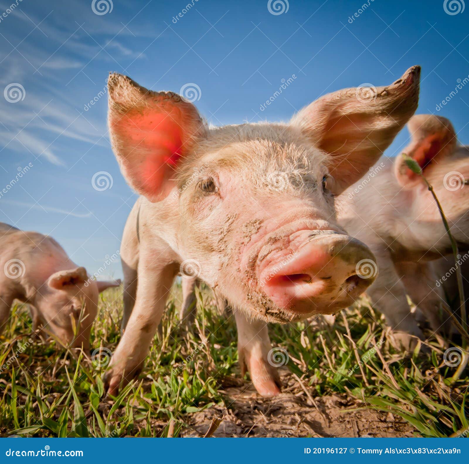 Cute pig stock image. Image of family, barn, baby, cute - 20196127