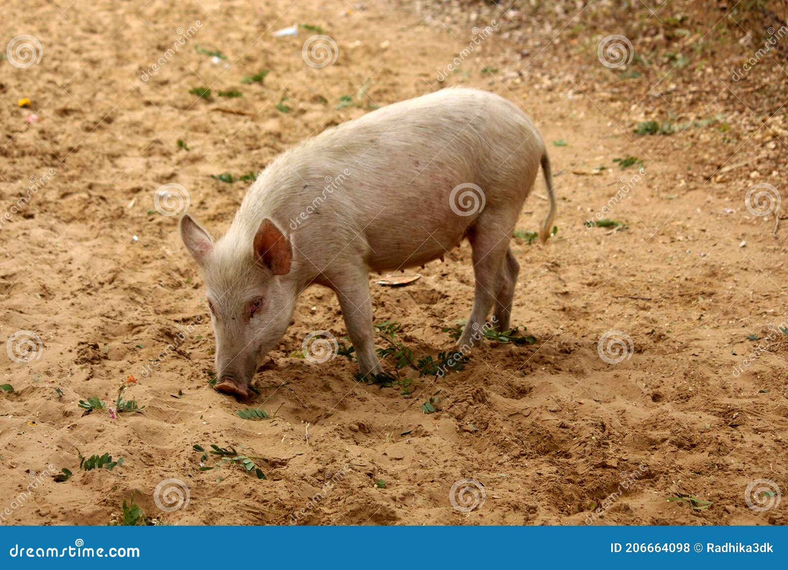 Cute pig stock photo. Image of outdoor, agriculture - 206664098