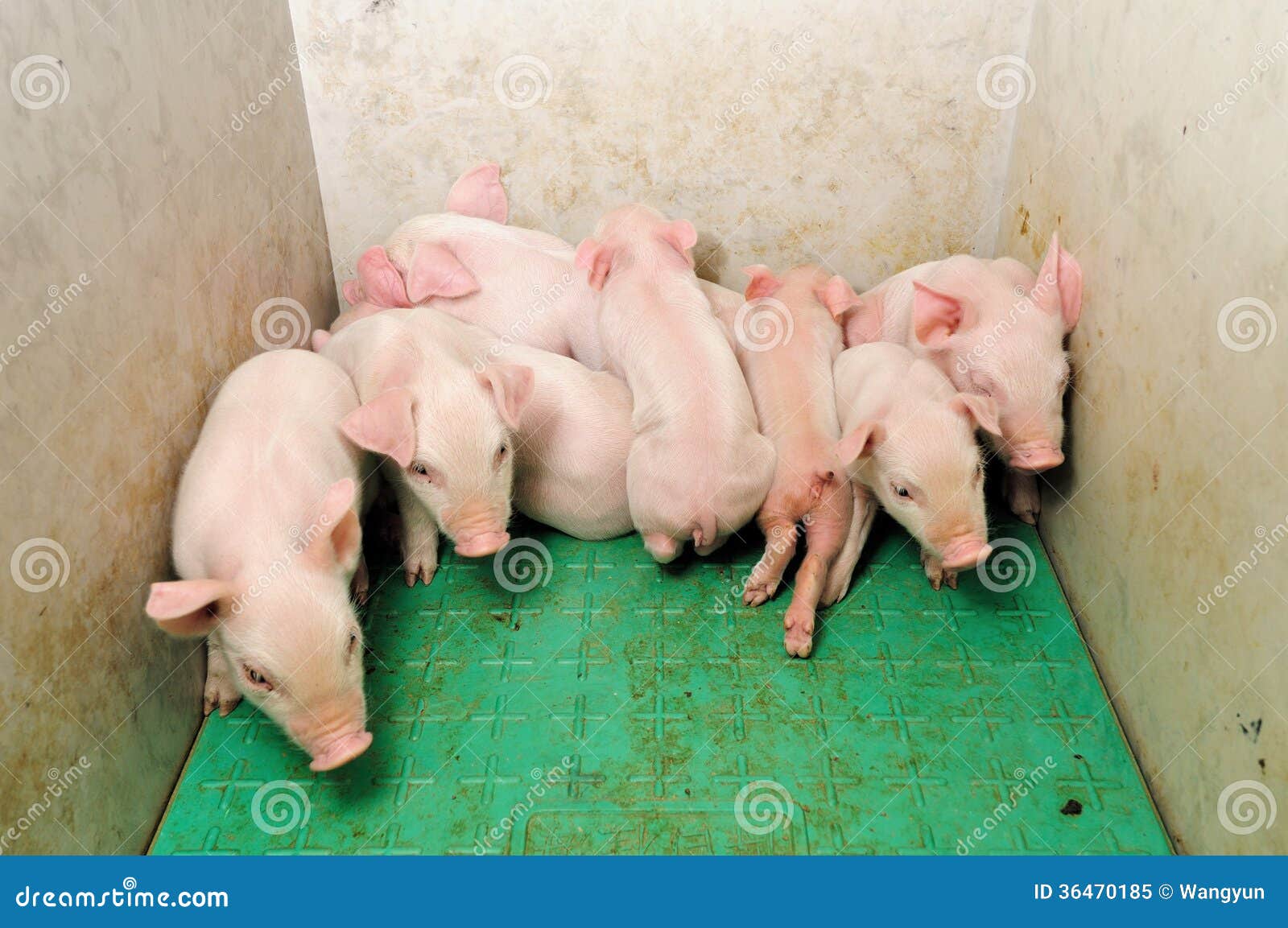 Cute pig stock image. Image of fragrant, look, farm, lovely - 36470185